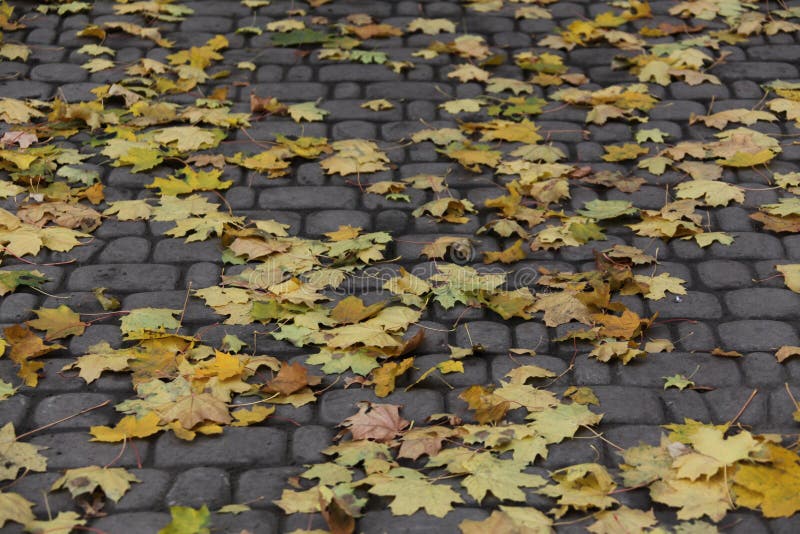 Fall background stock photo. Image of wallpaper, ground - 201067680