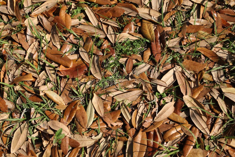 Fall background stock image. Image of gold, abstract - 201067713