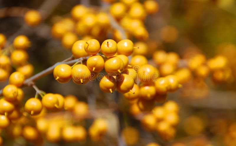 Fall golden berries tree stock photo. Image of fruit - 175217274