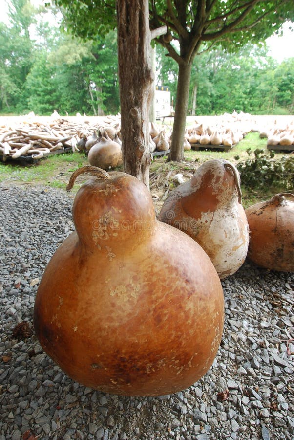 Fall gourd stock image. Image of north, states, street - 14767561