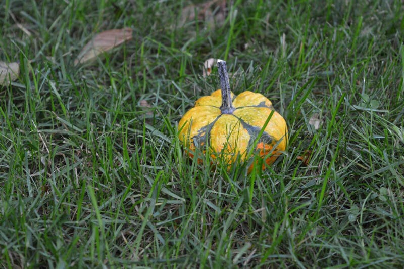 Fall Gourd stock photo. Image of gourd, laying, multicolored - 77439154