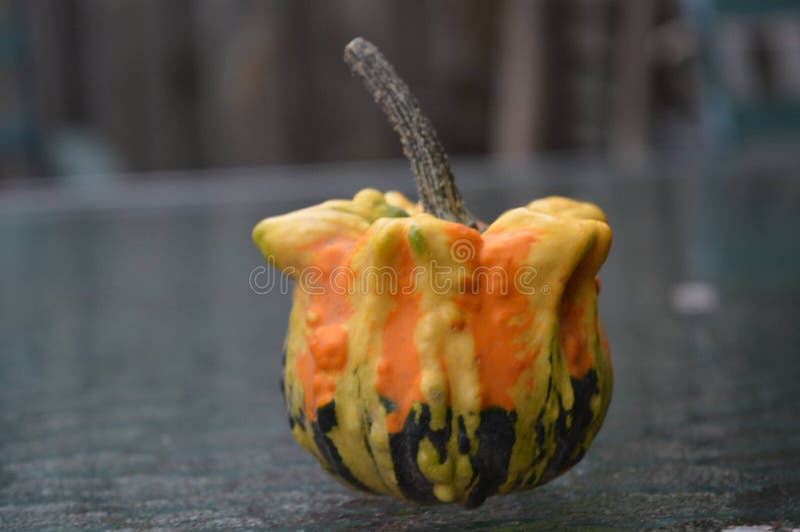 Fall Gourd stock image. Image of gourd, table, laying - 77439161
