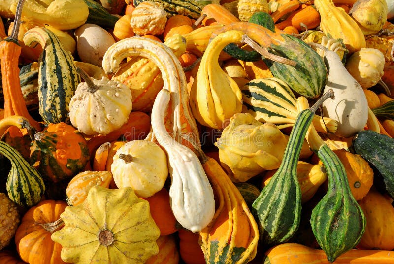 Fall Gourds stock photo. Image of fall, vintage, celebration - 26176422
