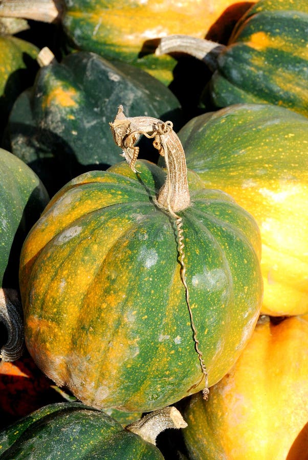 Fall Gourds stock image. Image of holidays, ingredients - 26176443