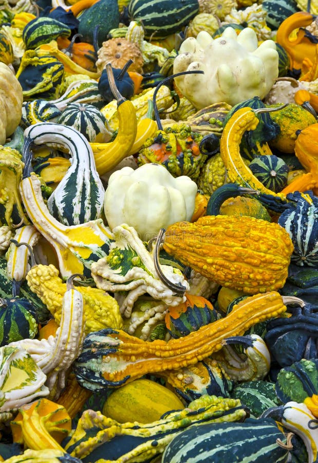 Gourds and more Gourds stock image. Image of vacation - 6838065
