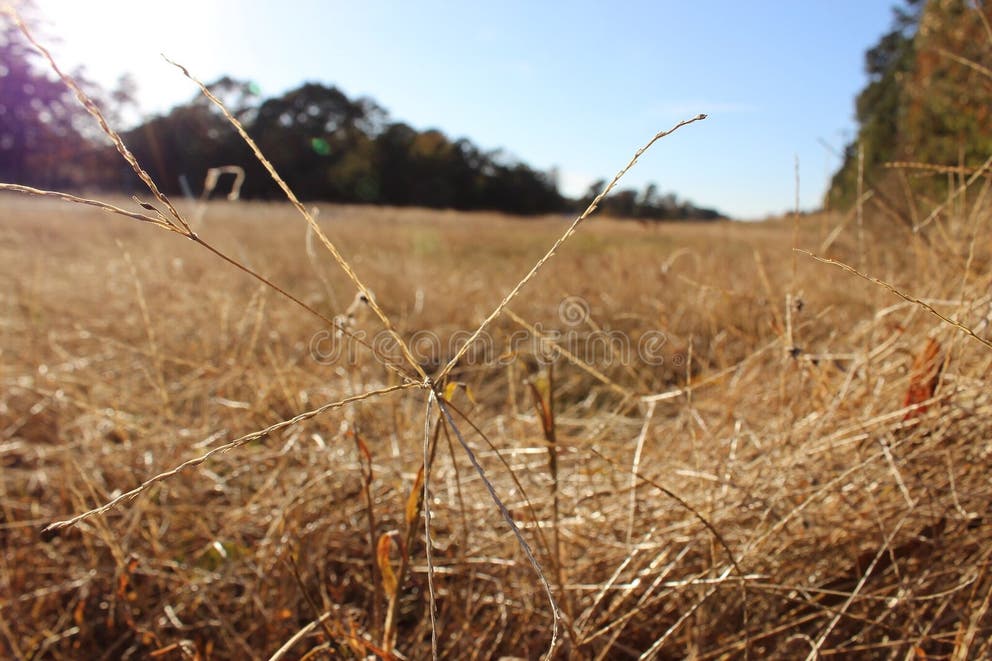 Fall Grass stock photo. Image of trees, glare, tree, beatiful - 47027154