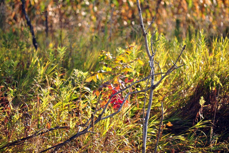Fall Grass Colors stock photo. Image of fields, fall - 48048506