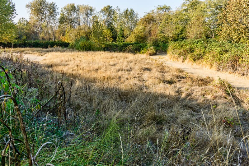 Dry Fall Grass 6 stock image. Image of grass, dense - 260654949