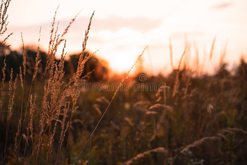 Fall Grass Field Ohio stock photo. Image of peaceful - 233653174