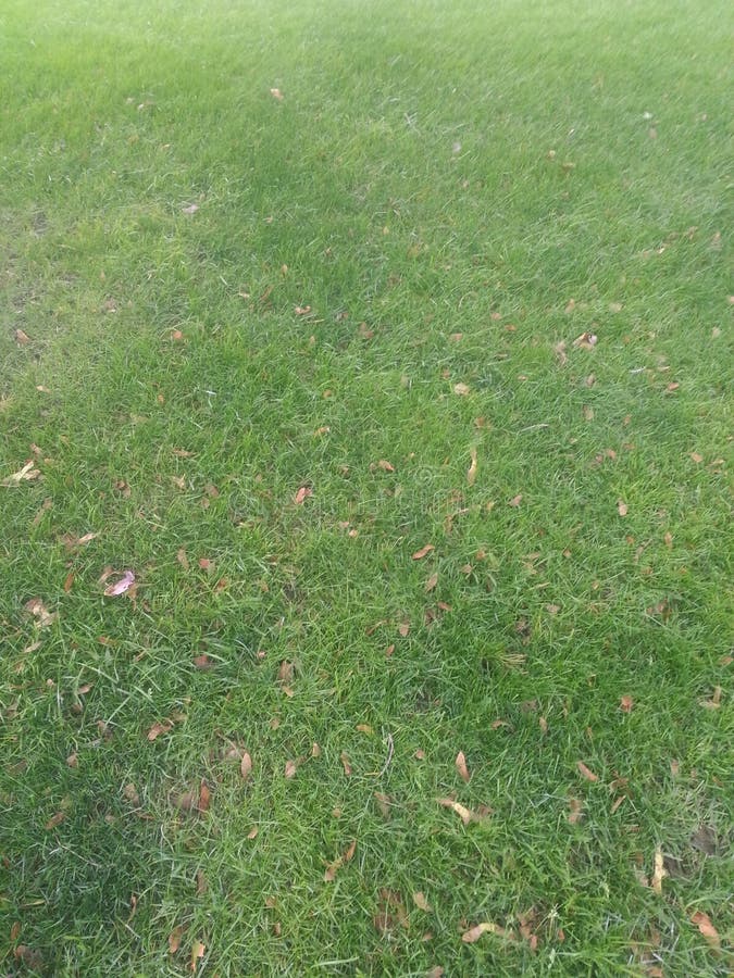 Fall Grass stock photo. Image of pasture, plant, fodder - 45393514