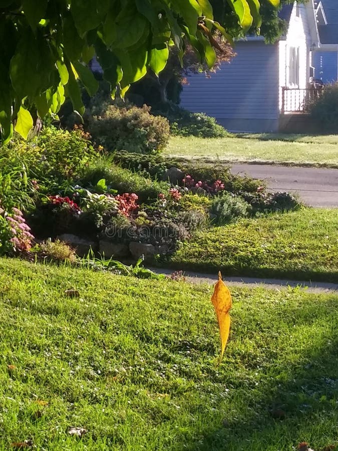 Fall from Greatness stock photo. Image of tree, garden - 272372184