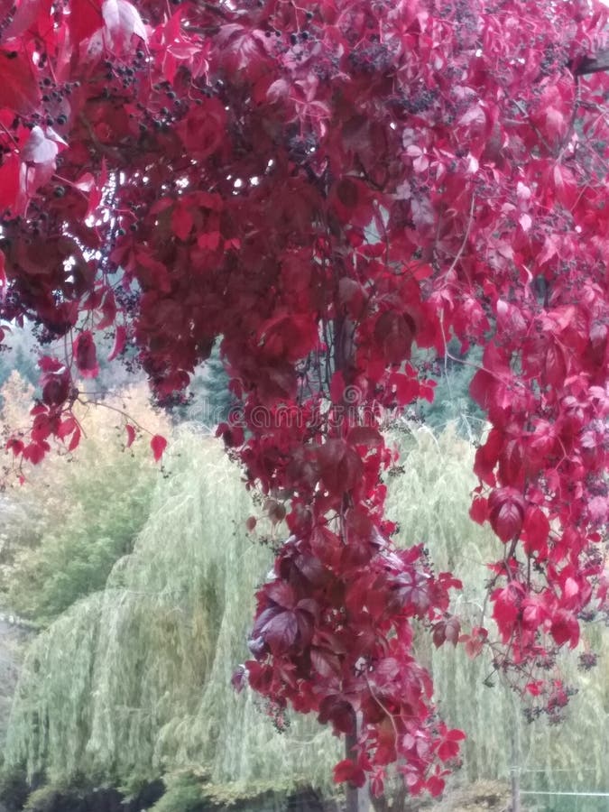 Fall in Greece stock image. Image of season, greece - 129285345