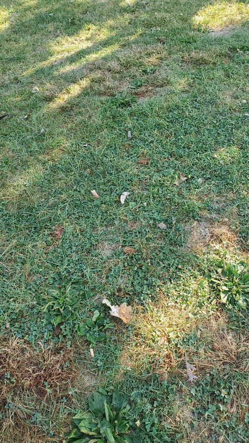 Fall Green Grass Ground 2021 Stock Image - Image of yard, flooring ...