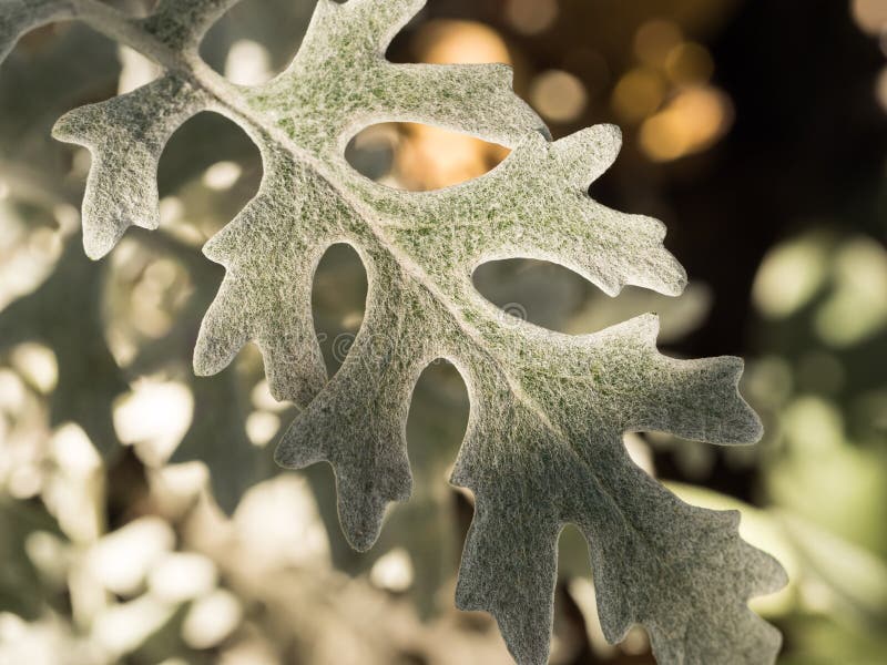 Fall greenery stock photo. Image of beauty, green, fall - 62904642