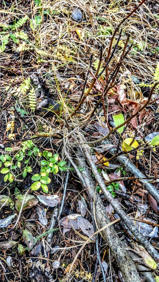 Fall ground cover stock photo. Image of mountains, fall - 111810866