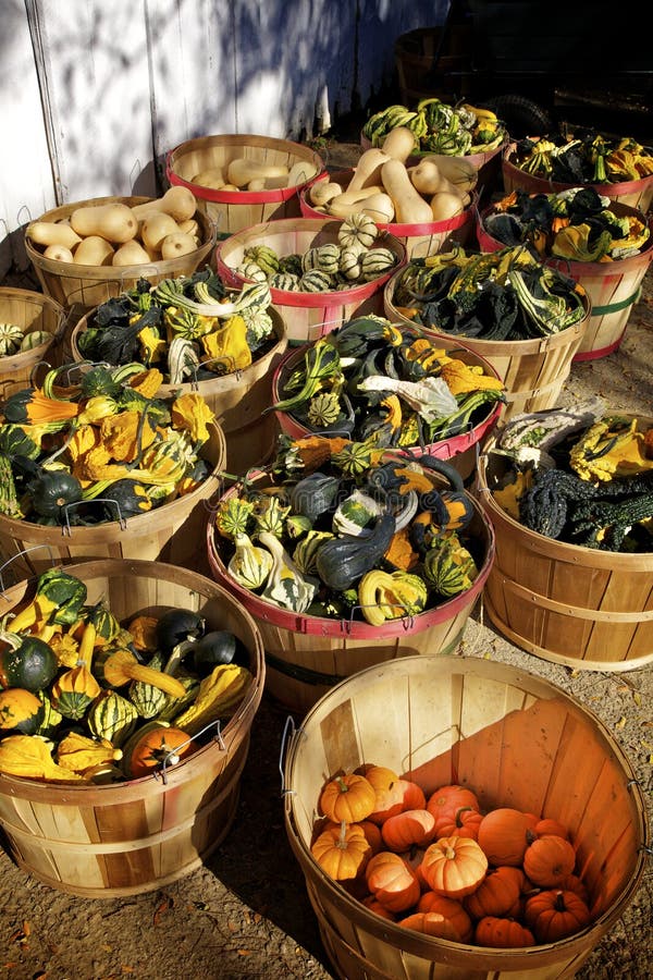 Fall Harvest stock photo. Image of life, fresh, harvest - 28067406