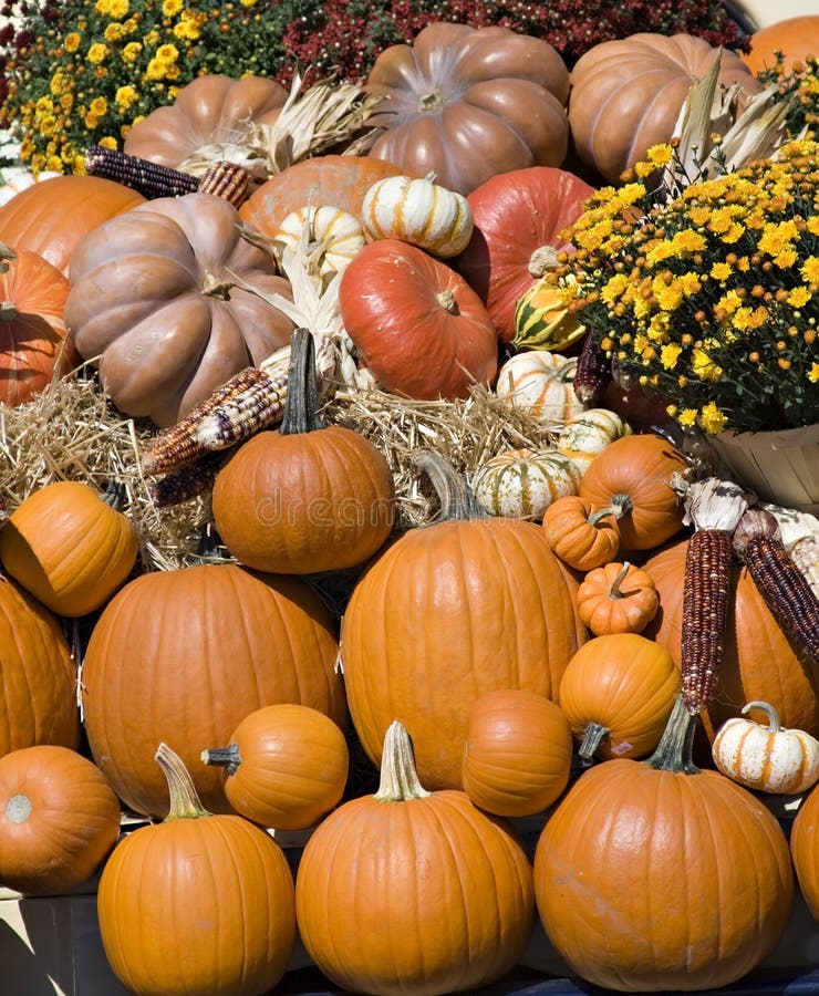 Fall Harvest in Wagon stock photo. Image of season, pumpkins - 1300096