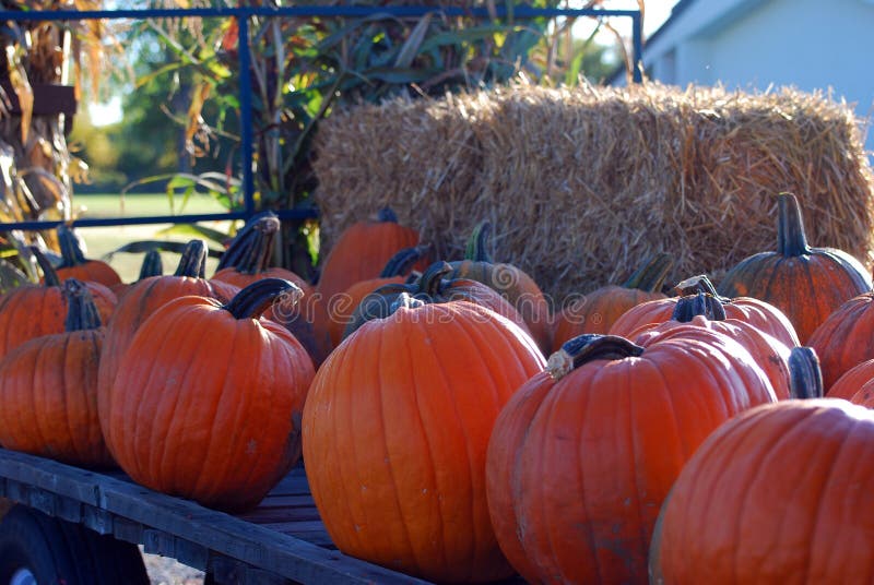 Fall harvest stock image. Image of pilgrims, eating, outside - 4147317