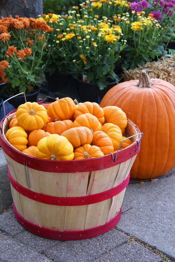 Fall Harvest stock image. Image of food, fall, basket - 6585747