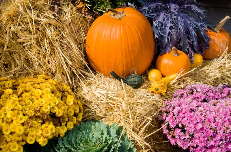 Thanksgiving Fall Harvest stock photo. Image of basket - 1477790