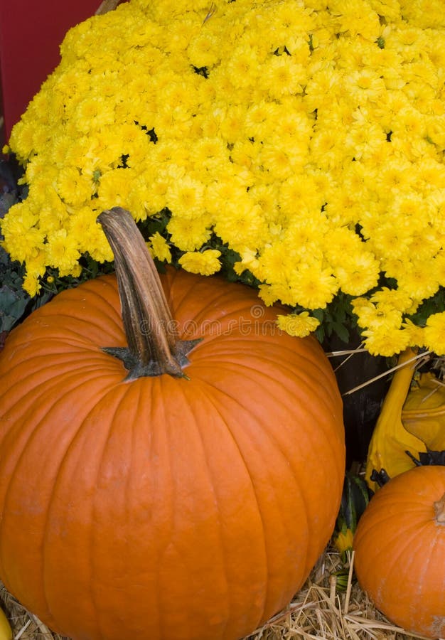 Happy Fall stock photo. Image of plants, mums, yellow - 3470600