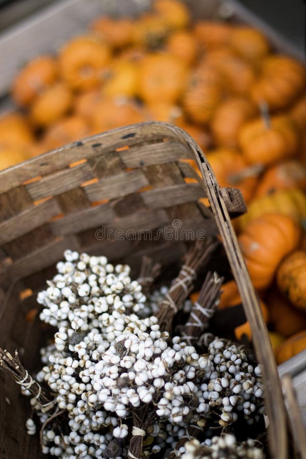 Fall harvest stock photo. Image of agriculture, gourd - 8471406