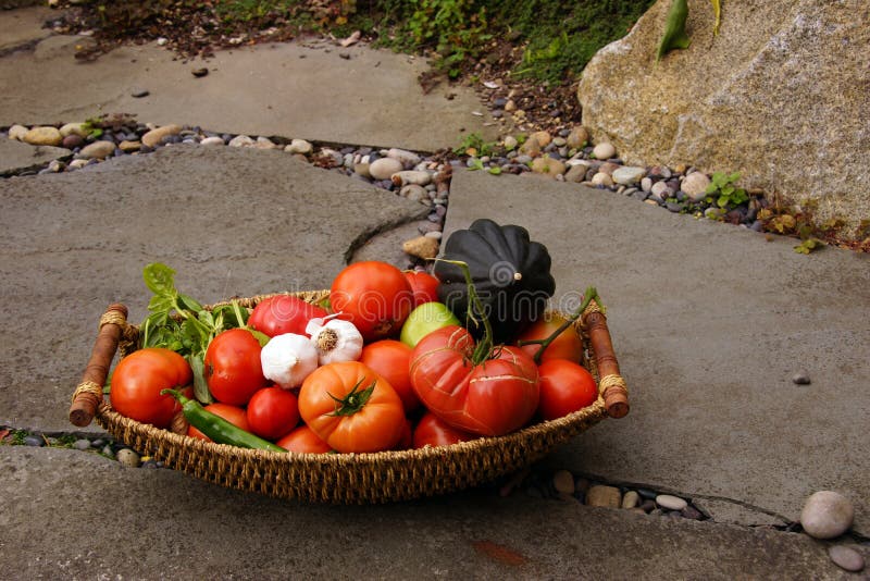 Fall Harvest Basket with Tomatoe Stock Photo - Image of garden ...