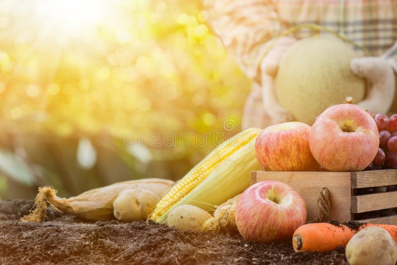 Fall Harvest Cornucopia. Pumpkin in Autumn and Fall Season Stock Image ...