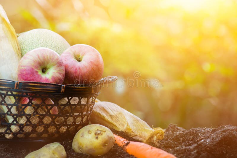Fall Harvest Cornucopia. Pumpkin in Autumn and Fall Season Stock Image ...