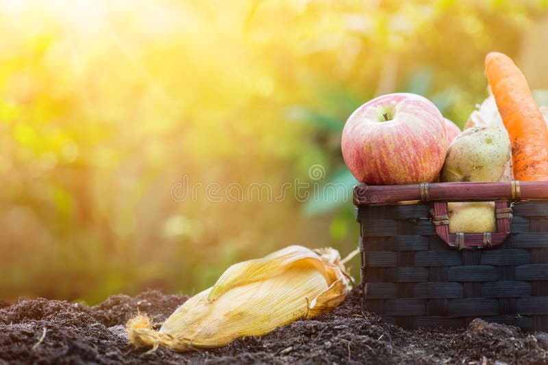 Fall Harvest Cornucopia. Pumpkin in Autumn and Fall Season Stock Image ...