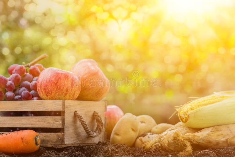 Fall Harvest Cornucopia. Autumn Season with Fruit Stock Photo - Image ...