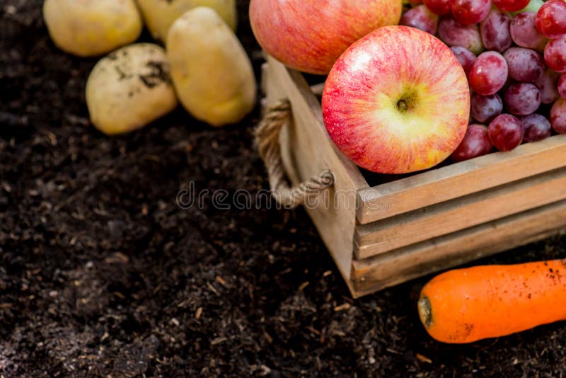 Fall Harvest Cornucopia. Pumpkin in Autumn and Fall Season Stock Image ...