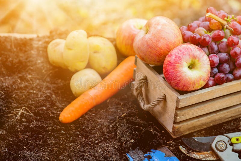 Fall harvest cornucopia stock image. Image of autumn - 126054399