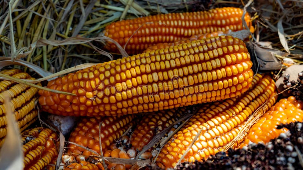 Fall Harvest Cornucopia. Fresh Corn Stock Image - Image of fresh ...