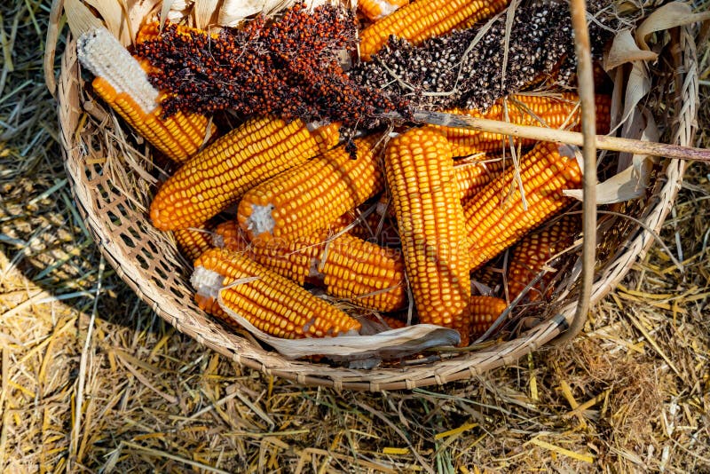 Fall Harvest Cornucopia. Fresh Corn Stock Image - Image of garden, fall ...