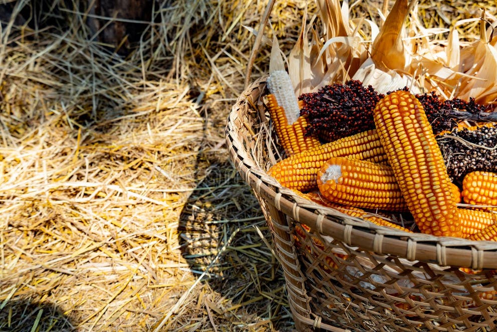 Fall Harvest Cornucopia. Picking Corn in the Farm Stock Image - Image ...