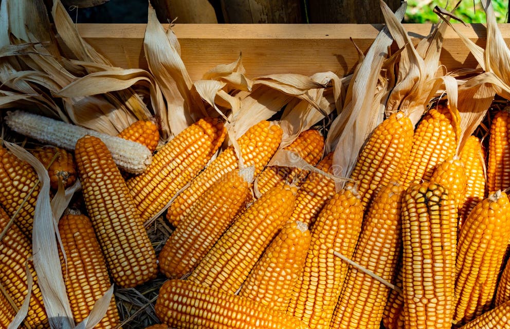 Fall Harvest Cornucopia. Fresh Corn from Farm Stock Image - Image of ...