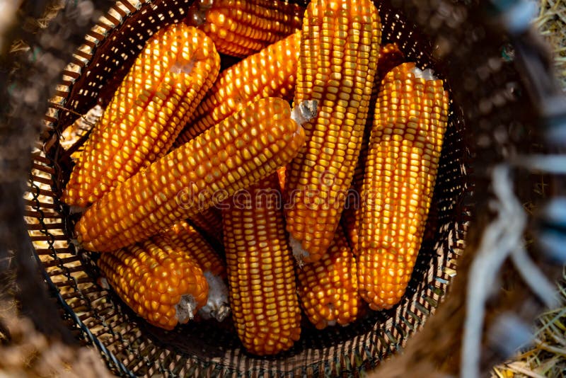 Fall Harvest Cornucopia. Picking Corn in the Farm Stock Image - Image ...