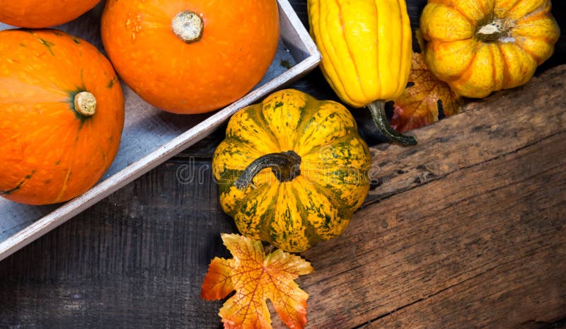 Fall Harvest Cornucopia. Pumpkin Fruit in Autumn Season for ...