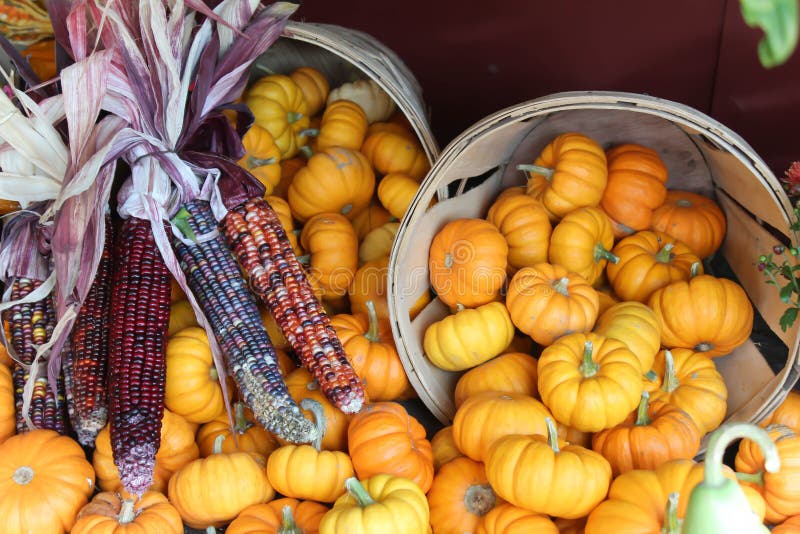Fall harvest scene stock image. Image of mini, farm, maize - 79177865