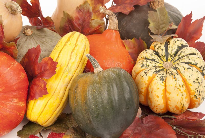Fall Harvest of Squash with a White Background Stock Image - Image of ...