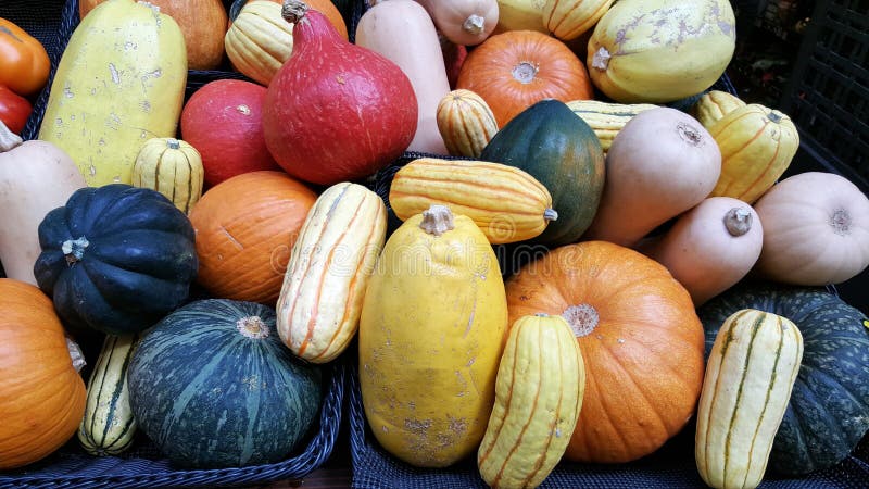 Fall Harvest Vegetables at a Market Stock Image - Image of vegetable ...
