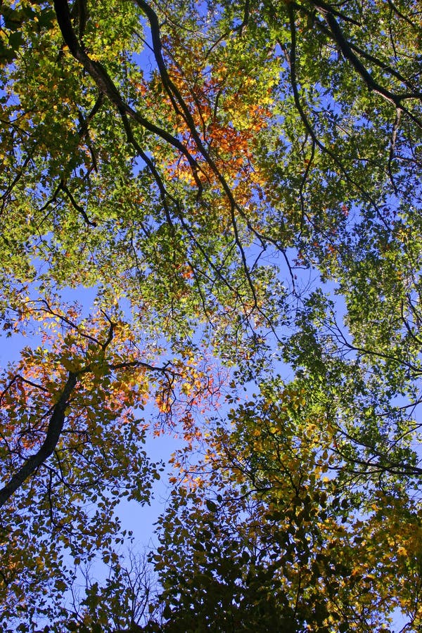 Trees During Fall Picture. Image: 109912600
