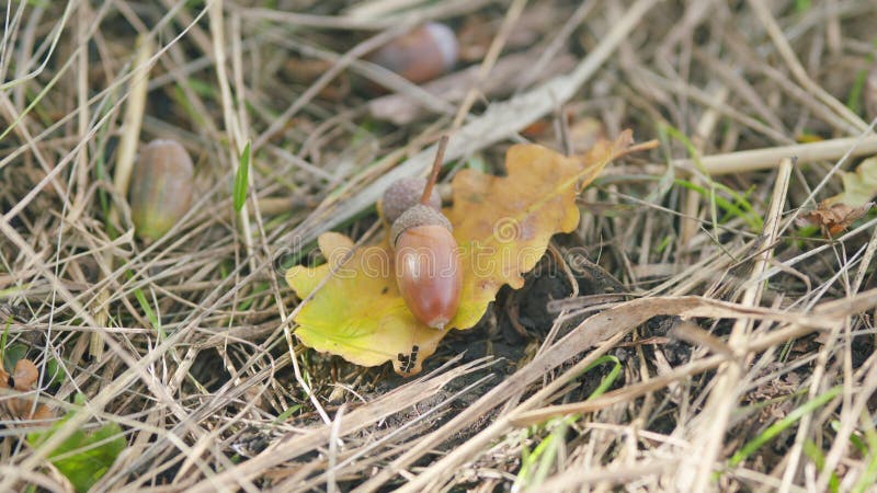 Fall Has Come. Acorns Lie in Dry Grass. Slow Motion. Stock Photo ...