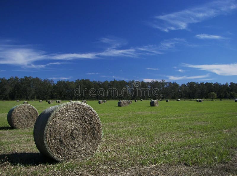 Fall Hay Color 2 Picture. Image: 6859784