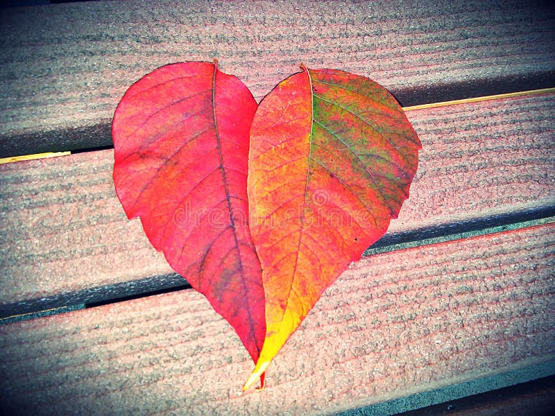 Fall heart leaves stock image. Image of heart, leaves - 86625003