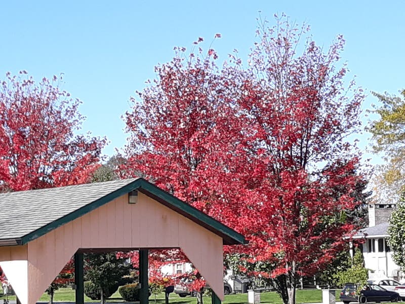 Fall is here stock image. Image of fall, showing, colors - 161977679