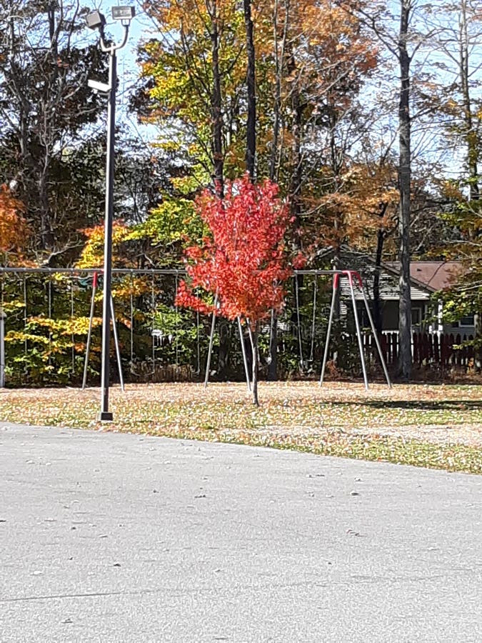 Fall is here stock image. Image of showing, beautiful - 161977685