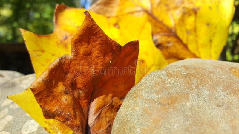 Fall is here editorial stock photo. Image of bright - 136934828
