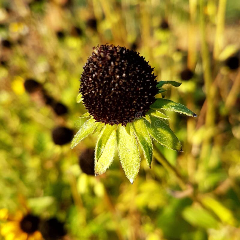 Fall is here stock image. Image of nature, fall, flower - 104139795